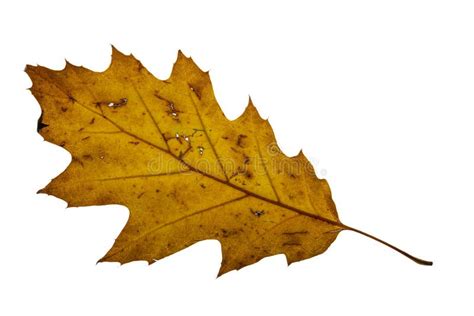 Green Oak Leaf With White Background Interior Stock Image Image Of Nature Orange 255554675