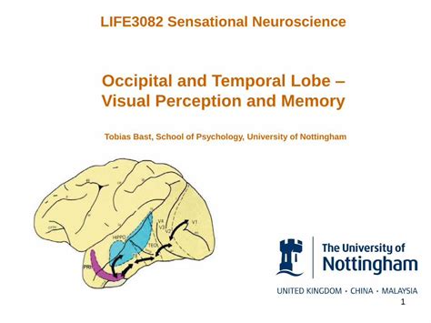 Pdf Occipital And Temporal Lobe Visual Perception And Memory