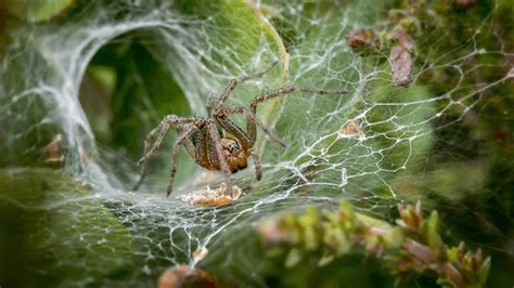 Largest Deadly Funnel Nested Male Spider Found In Australia Rreadnews