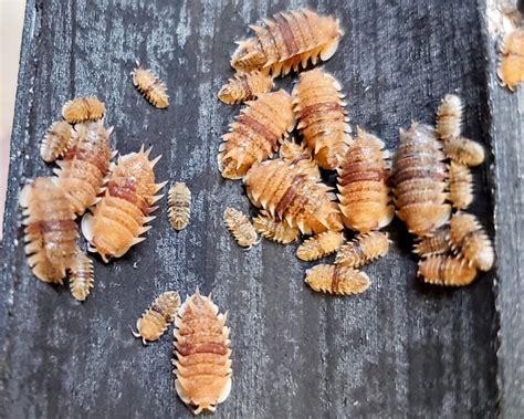 Cuban Spiky Isopods For Sale Richards Inverts