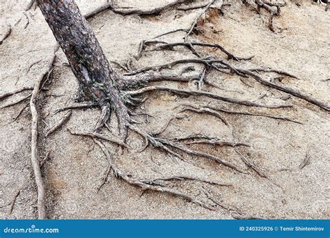 Tree With Roots Coming Out Of The Ground Stock Photo Image Of Bark Scenery 240325926