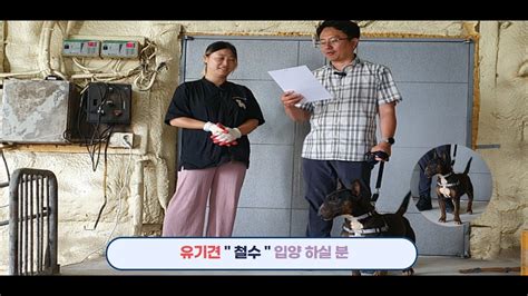 🐾 유기견 입양홍보 불테리어 철수를 입양 하실 분 연락주세요 🐶🏠 Youtube