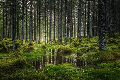 Boreal Forest Ecosystem Explore Its Climate Wildlife And Critical