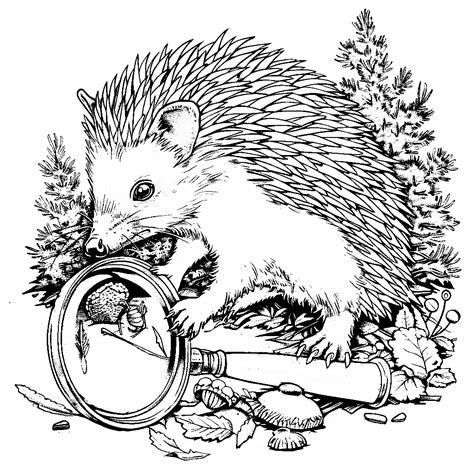 Fleißiger Igel Ausmalbild Kostenlos Herunterladen