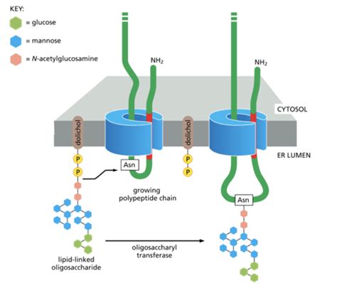 Secretory And Endocytic Pathways Flashcards Quizlet