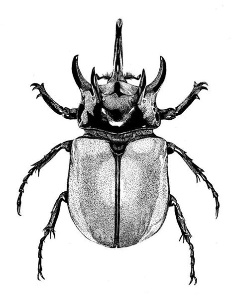 Beetle Drawings Nat Mcintyre Beetle Tattoo Beetle Art Insect Tattoo