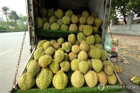 이러다 베트남에 다 뺐길라태국 발칵 뒤집어 놓은 ‘과일의 여왕