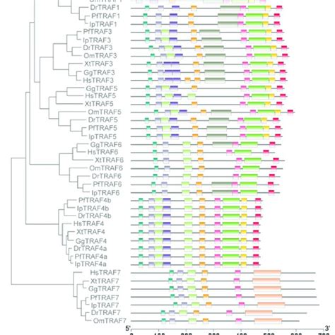 Analysis Of Conserved Motifs In Traf Proteins Conserved Motif Analysis