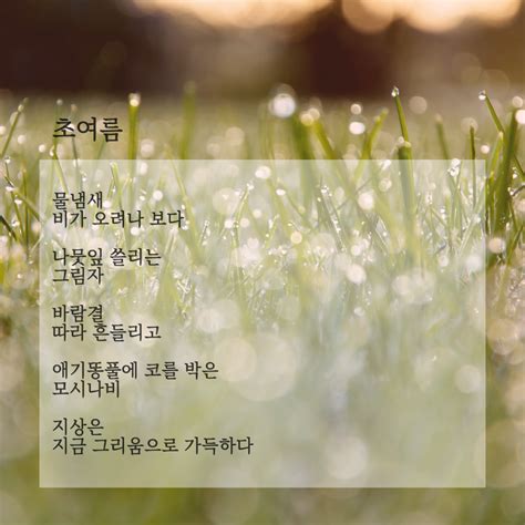 초여름 시 모음 시보드
