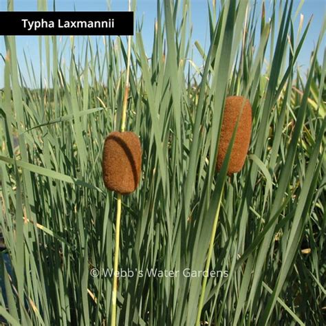 Cattails For Shallow Water Bare Root Webbs Water Gardens
