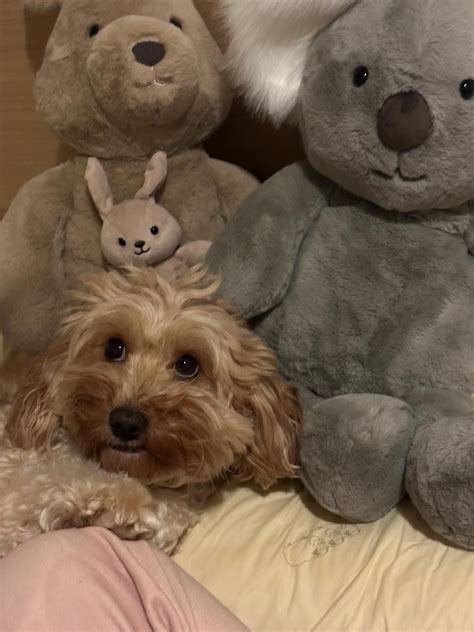 ️자기소개 나이 86 호랑이 키 165 직업 회사원 몸무게 Top Secret 연애경험 Hmm Mbti Infj Enfj 사는곳 Sydney