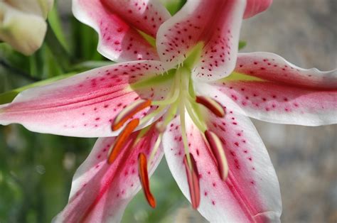 Love Lilies Love Lily Plants Lily
