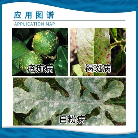 Basf Standardized Citrus Watermelon Cucumber Peach Powdery Mildew