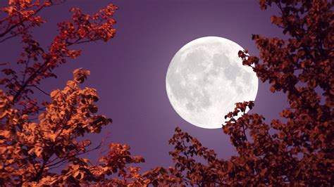 The Difference Between A New Moon And Full Moon In Astrology Woman Home