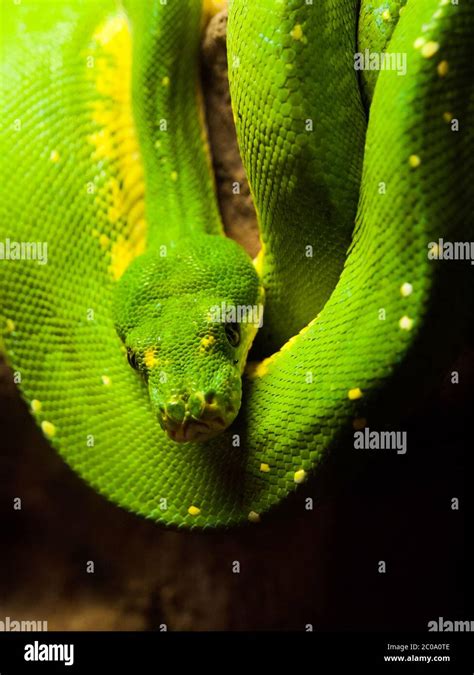Tree Snake Hanging Hi Res Stock Photography And Images Alamy