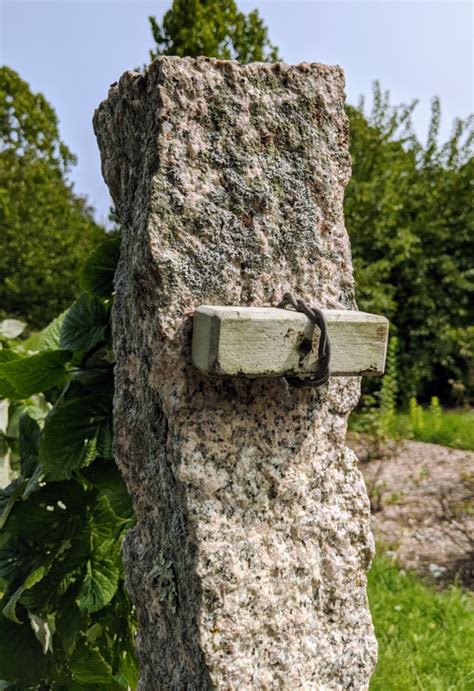 Maintaining The Raspberry Bushes The Martha Stewart Blog