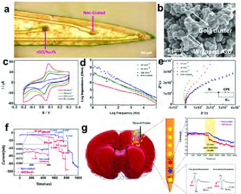 Implantable Graphene Neural Electrodes For Acute Stroke Monitoring A Download Scientific