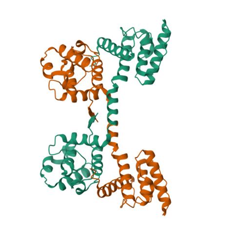 Dystrophin Structure