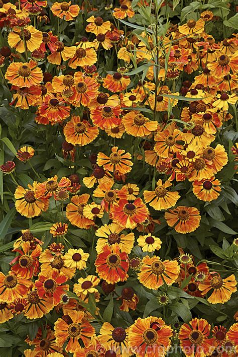 Helenium Red Wonder Photo At Pictures Of Plants Stock Image Library