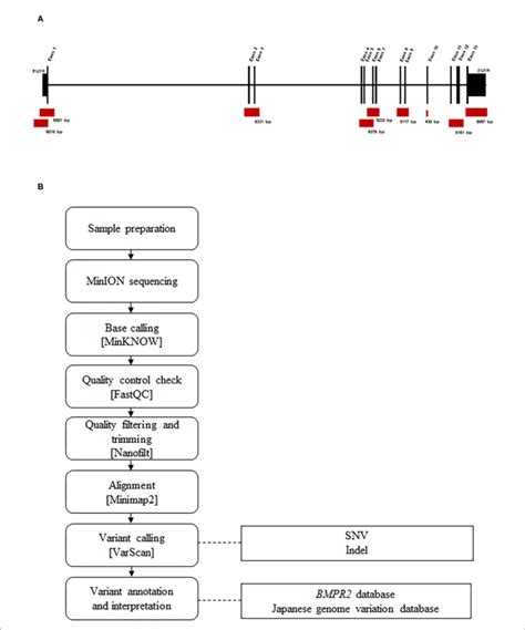 Design And Workflow Of The Bmpr2 Targeted Minion Sequencing Process Download Scientific