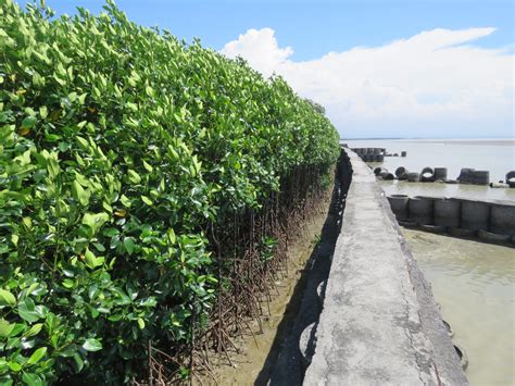 Ecosystem Based Disaster Risk Reduction Bridging Mitigation And Adaptation For Community