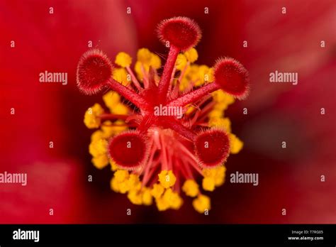 Stigma Style Anthers And Stamens From The Flower Of An Hibiscus Rosa