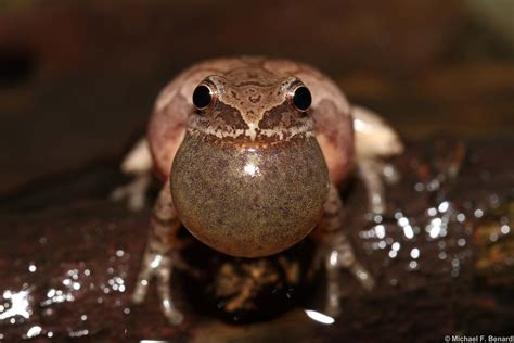 Portrait Of A Peeper Spring That Is Calling Spring Peep Flickr