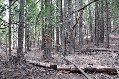 Photo Tour Variable Density Thinning Study Us Forest Service