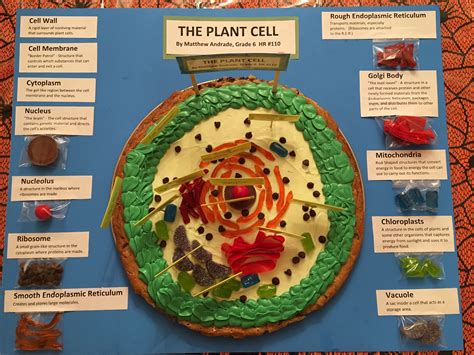 Plant Cell Model Project Materials