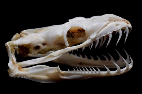 Carpet Python Teeth
