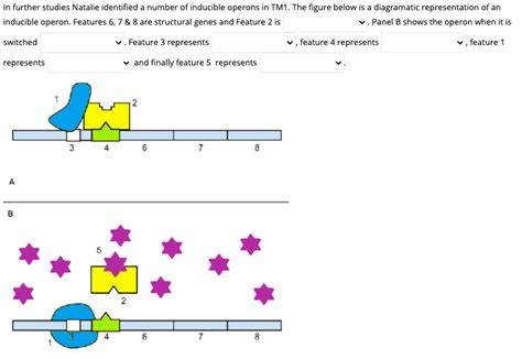Solved Options A Repressor On A Promoter An Inducer An