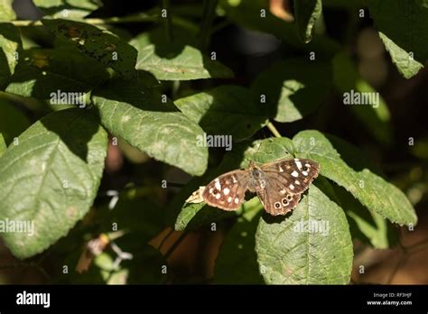 Speckled Wood Butterfly With A Section Of Wing Missing Resting On