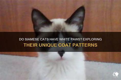 Do Siamese Cats Have White Paws Exploring Their Unique Coat Patterns