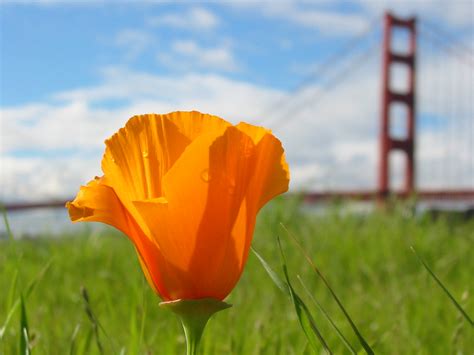 Golden Poppy Californias State Flower