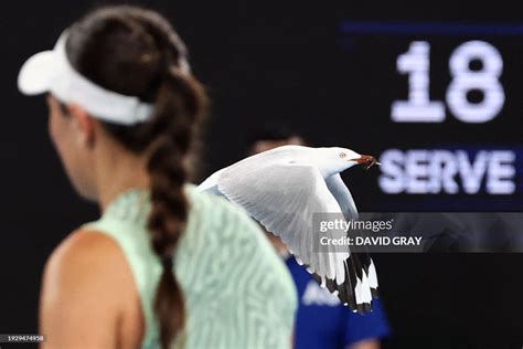 A Seagull With A Bug In Its Mouth Flies Past Usas Jessica Pegula