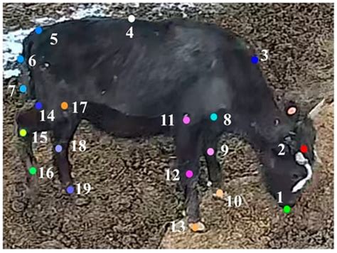An Effective Yak Behavior Classification Model With Improved Yolo Pose