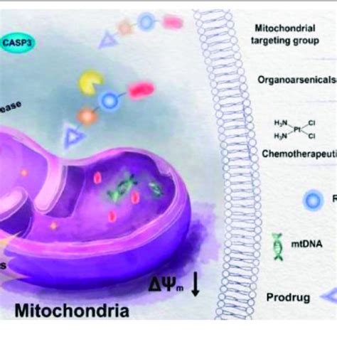Diagram Of The Different Types Of Nanosystems For Targeting Mitochondria Download