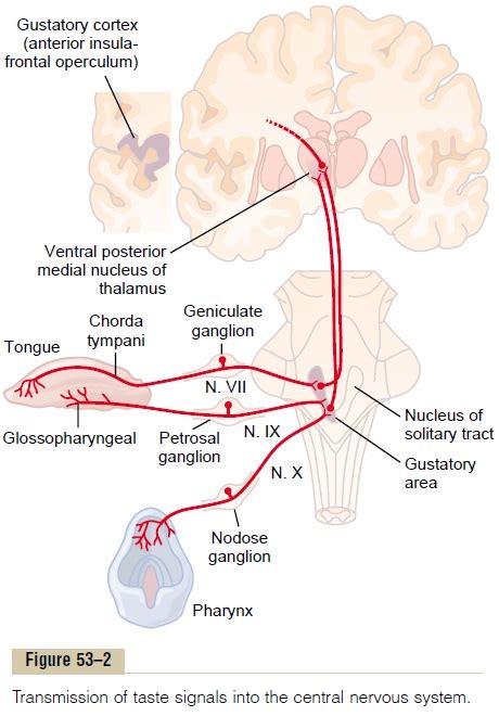 Transmission Of Taste Signals Into The Central Nervous System