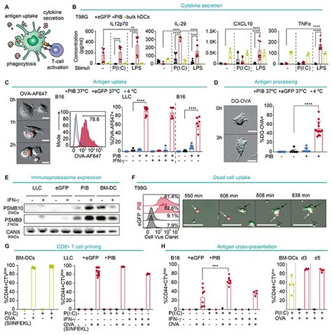 Restoring Tumor Immunogenicity With Dendritic Cell Reprogramming Abstract Europe PMC