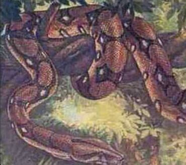 Discuss Everything About Dinopedia Fandom
