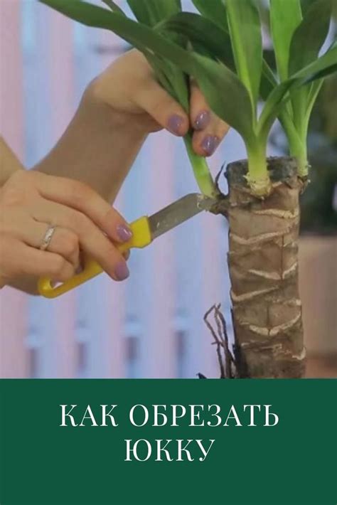 Как обрезать юкку в домашних условиях: пошагово | Растения, Садоводство ...