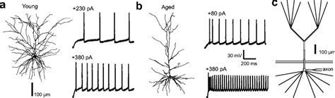 Morphology And Electrophysiology Of Neurons Used To Construct The Download Scientific Diagram