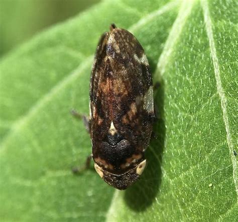Philaenus Spumarius Bugguide Net