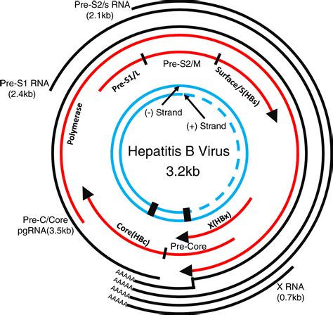 Hepatitis B Virus Genome