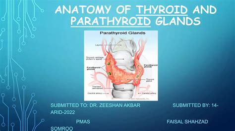 Anantomy Of Thyroid And Para Thyroid Pptx