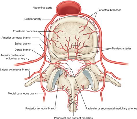 Anatomy Of Vertebrae Anesthesia Key