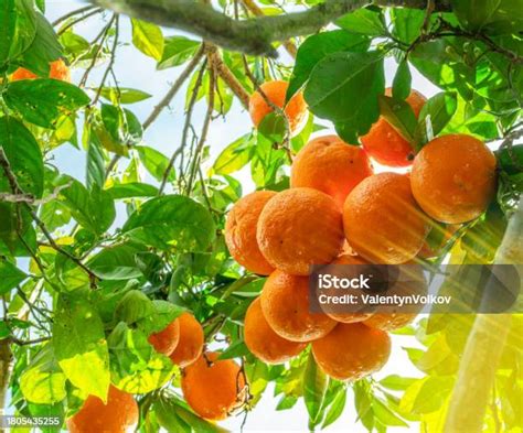 무성한 나뭇잎 사이의 오렌지 나무에 잘 익은 오렌지 과일 아래에서 본 모습 감귤류 과일에 대한 스톡 사진 및 기타 이미지 감귤류 과일 과수원 과일 Istock