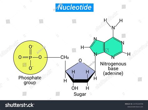 What Are The Three Parts Of A Nucleotide Check All That Apply At Kiara