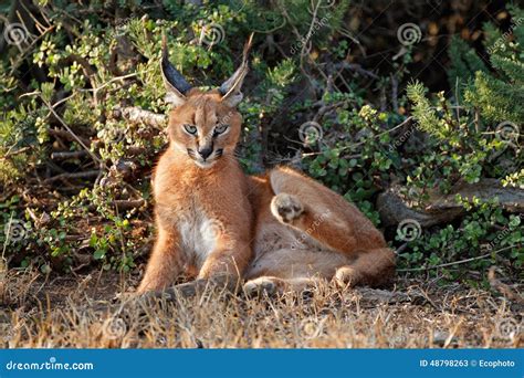 Caracal In Natural Habitat Stock Image Image Of Bush 48798263
