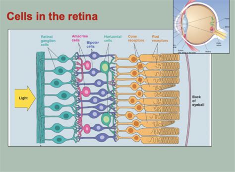 Visual System Flashcards Quizlet Visual System Flashcards Quizlet